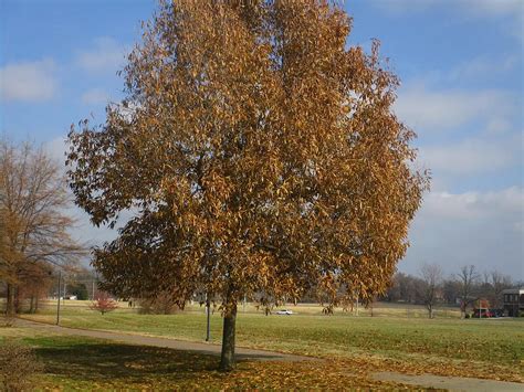 Shingle Oak Nwi Tree Service 🌳🌳🌳