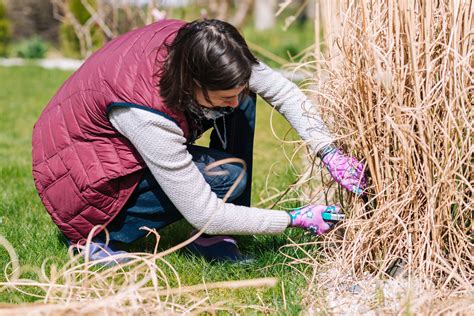 Strategies For Pruning Grasses In Your Garden Guide And Practical Tips