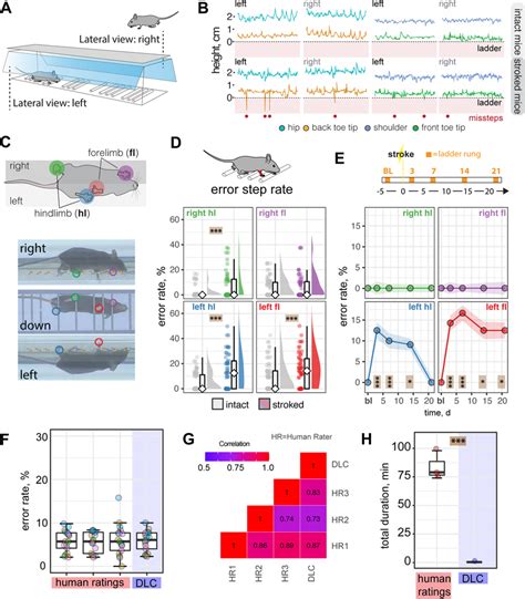Deeplabcut Assisted Analysis Of Horizontal Rung Test After Stroke A