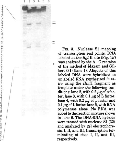 Figure 1 From Transcription Terminates At Atr 1 In Three Clusters In