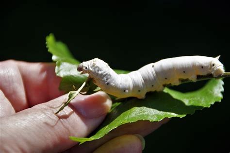 40+ Free Silkworm & Silk Photos - Pixabay