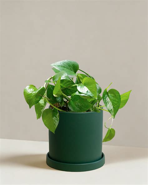 Pothos Green Dragon Dark Green Trailing Plant Plantgems