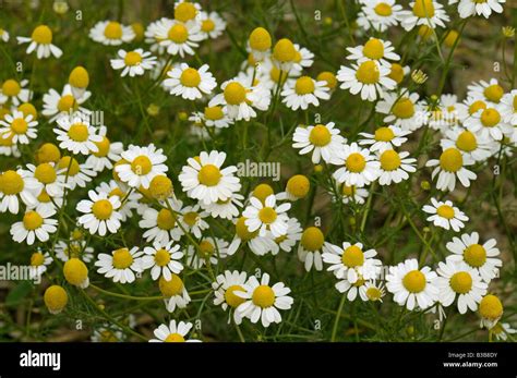 Chamomile Matricaria Chamomilla L An Overview At John Pavon Blog
