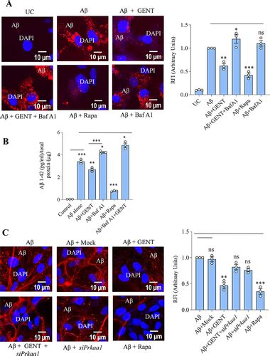 Imagej Quantification Fluorescence Measuring Cell
