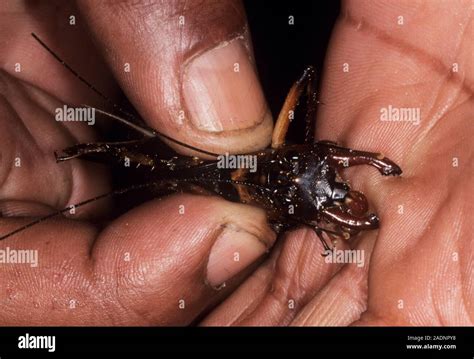 Weta Held By Fingers And Biting The Palm Of A Hand Wetas Are Related