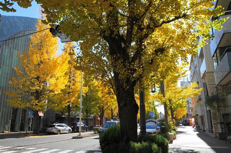 10 Richest And Most Expensive Neighborhoods In Tokyo Tokyo Portfolio