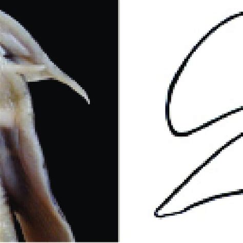 Dentition Patterns Of Parachiloglanis Paliziensis Paratype Zsi Aprc F