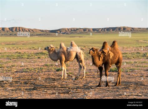 Gobi Desert Animals