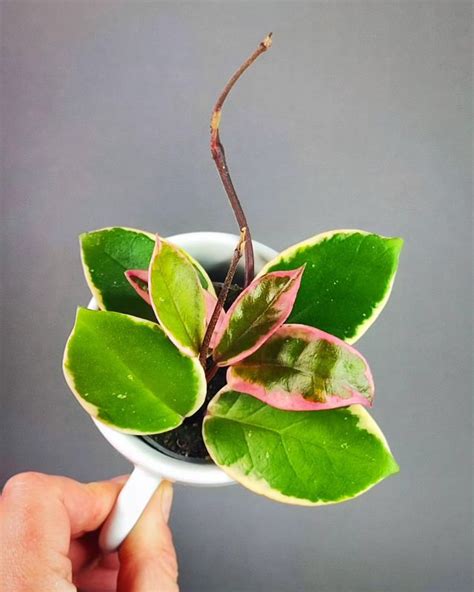 Hoya Carnosa Krimson Queen Pink Aka Flamingo Dream Ekoaloecz