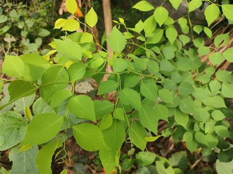 Sissoo Tree Dalbergia Sissoo Organic Hand Collected Seeds 10 Pack Etsy