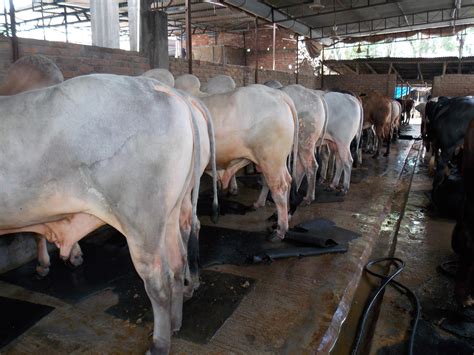 Noyabazar Goru Chagoler Noyabazar Goru Chagoler Haat