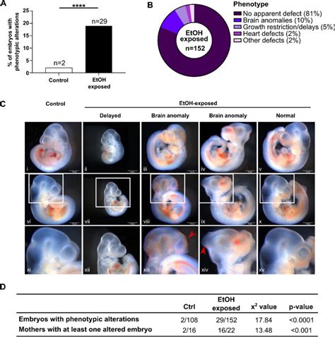 Pre Implantation Alcohol Exposure Induces Lasting Sex Specific Dna