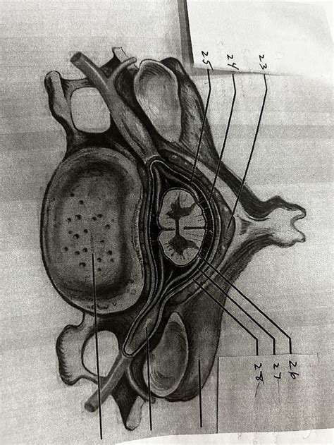 Anatomy Exam 4 Pg 6 Diagram Quizlet