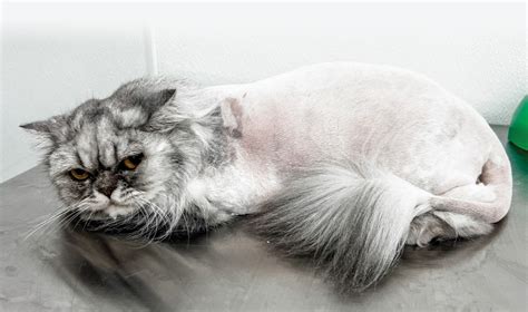 “what Happens After My Cat Is Shaved” A Guide To Owner Education