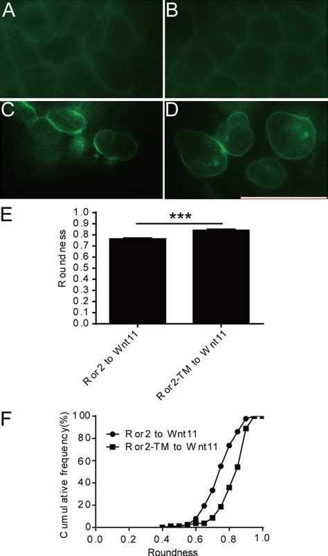 Wnt11 Stimulates Elongation Of Ror2 Expressing Cells A D