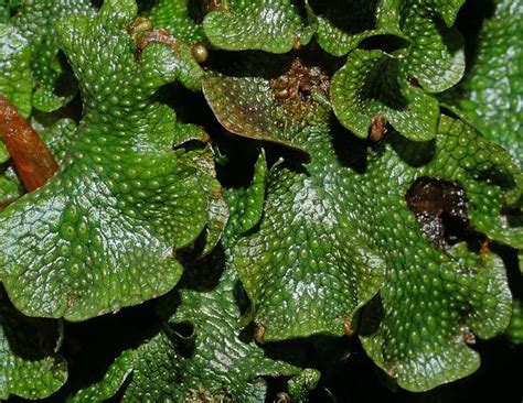 CABINET OF CURIOSITIES Some Lovely Liverworts