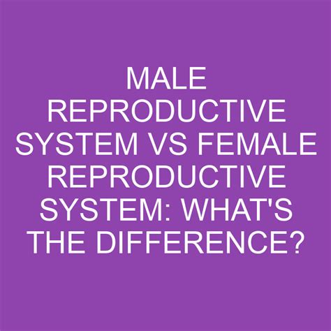 Male Reproductive System Vs Female Reproductive System Whats The