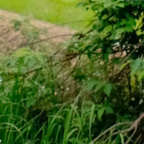 宋子文葬礼上，最后一次团聚的机会，宋家三姐妹为何无一人出现宋庆龄尼克松宋霭龄