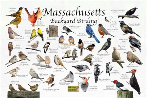 Birds Of Massachusetts Backyard Birding Identification Picture Etsy