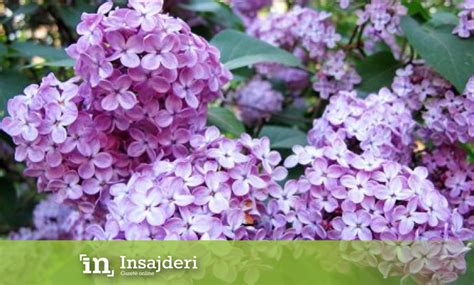 Lulja E Jargavanit Me Shumë Veti Shëruese Gazeta Online Insajderi