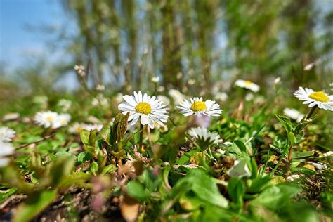Meadow Grass Flowers White Free Photo On Pixabay Pixabay