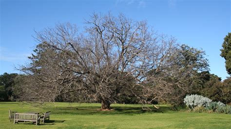 1920x1080 Quality Cool Tree Coolwallpapersme