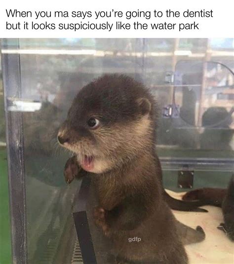 Good Day Otter Memes