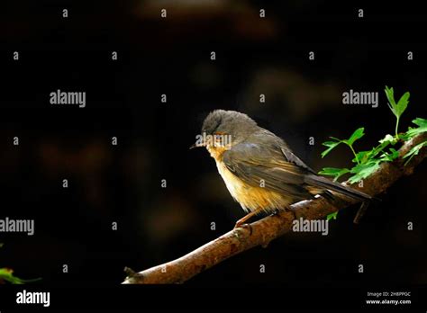 Sylvia Cantillans The Western Subalpine Warbler Is A Typical Small