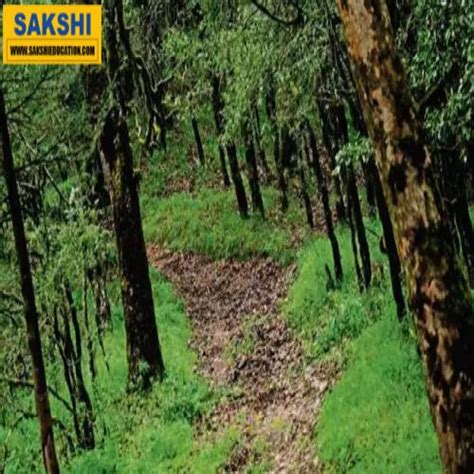 Indias Tree Cover Loss Since Insights From Global Forest Watch Sakshi Education