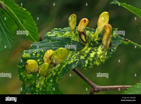 Fig Gall Aphid Elm Grass Root Aphid Elm Sack Gall Aphid Byrsocrypta