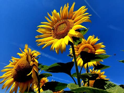 Premium Photo In Alba Iulia