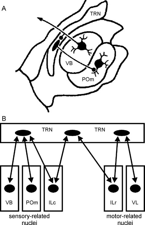 The Thalamic Reticular Nucleus A Potential Combinatory Matrix Ensuring