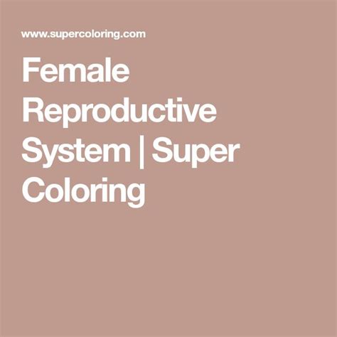 Female Reproductive System Super Coloring Female Reproductive
