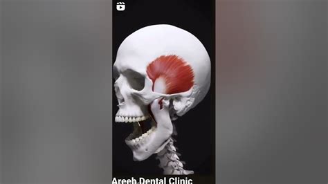 Latral Ptregoid And Middal Ptregoid Musle Dentist Dr Faheem Youtube