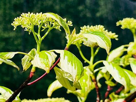 Variegated Trees Easy Big Trees