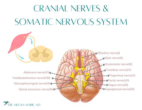 Somatic Nervous System And Cranial Nerves — Dr Megan Marie Nd