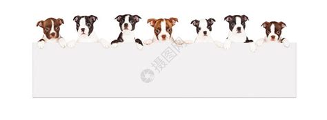 印有空白广告牌高清图片下载 正版图片502525714 摄图网