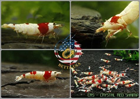 Adult Neocaridina Candy Skittle Pack Live Shrimp Mixed Colors Aquarium