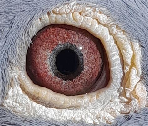 Lot 8 20 Za 262285 C Schroyens Houben Oscar De Vriendt Putterie Janssen Bred From The