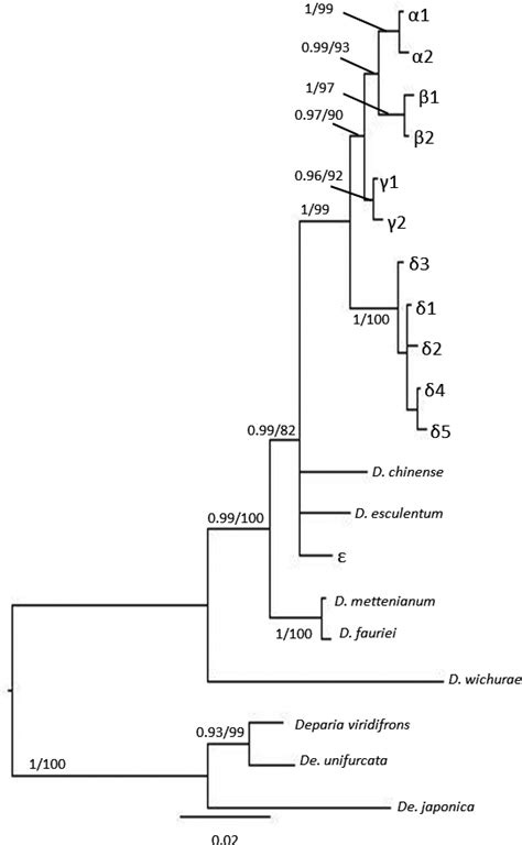 A A 50 Majority Consensus Tree Resulting From Bayesian Markov Chain Download Scientific