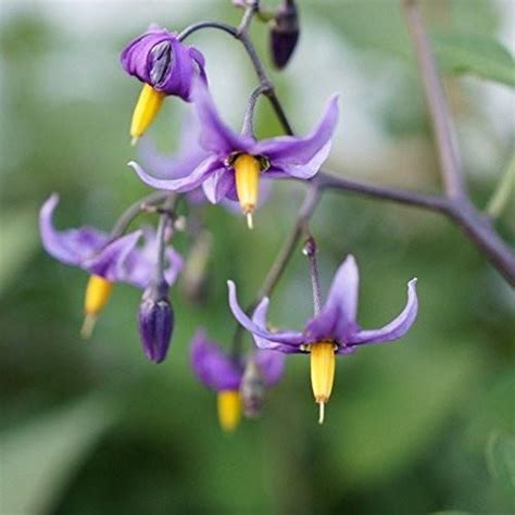 Bittersweet Nightshade Seeds Solanum Dulcamara Plants Milkweed