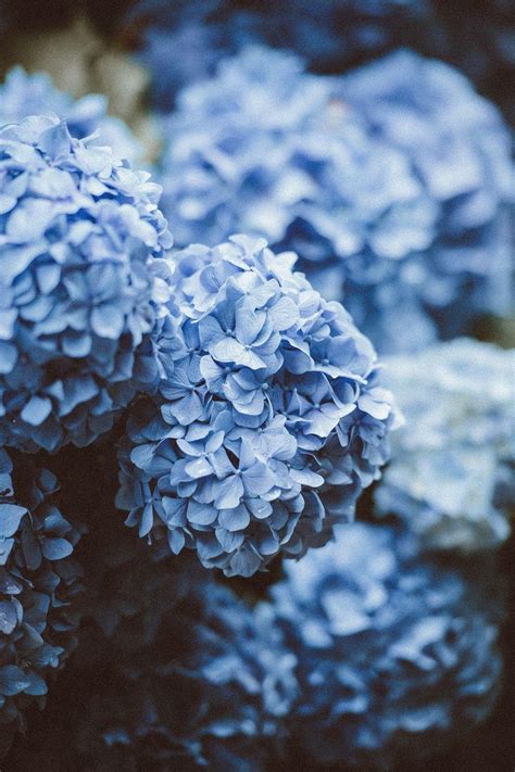 Cute Blue Flower Wallpapers Top Free Cute Blue Flower Backgrounds