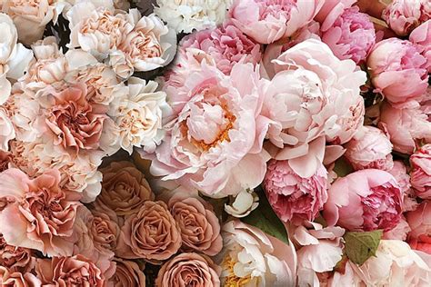 Big Roses Background Images Hd Pictures And Wallpaper For Free