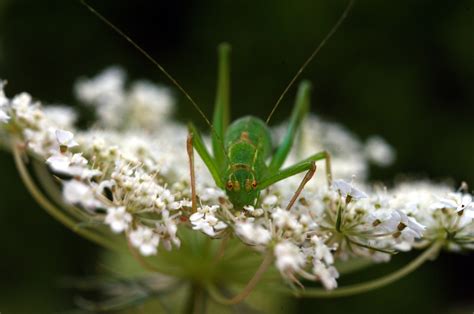 Der Grashüpfer Foto And Bild Pflanzen Insekt Wildlife Bilder Auf