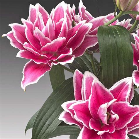 Lilium Roselily Samantha Lilium Samantha Samantha Double Oriental