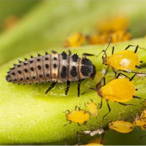 Ladybird Larvae Adalia Bipunctata 100 Insects Insect Identifier Beneficial Insects
