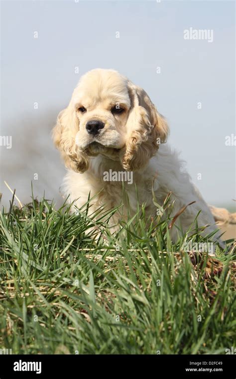 Dog American Cocker Spaniel Puppy Cream Sitting Behind The Grass