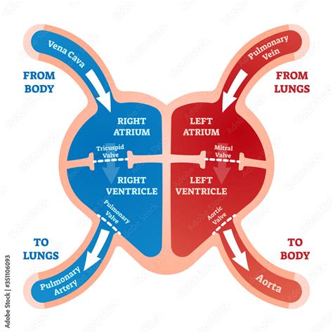 Heart Blood Flow Vector Illustration Labeled Cardiology System