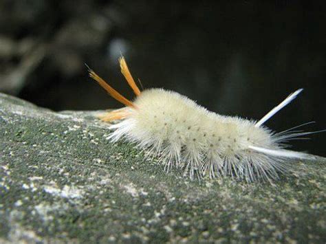 Caterpillar Identification Guide Find Your Caterpillar With Photos And