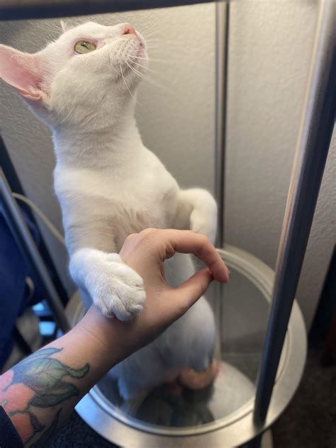 Mogget Is Such A Natural Supermodel Rsupermodelcats